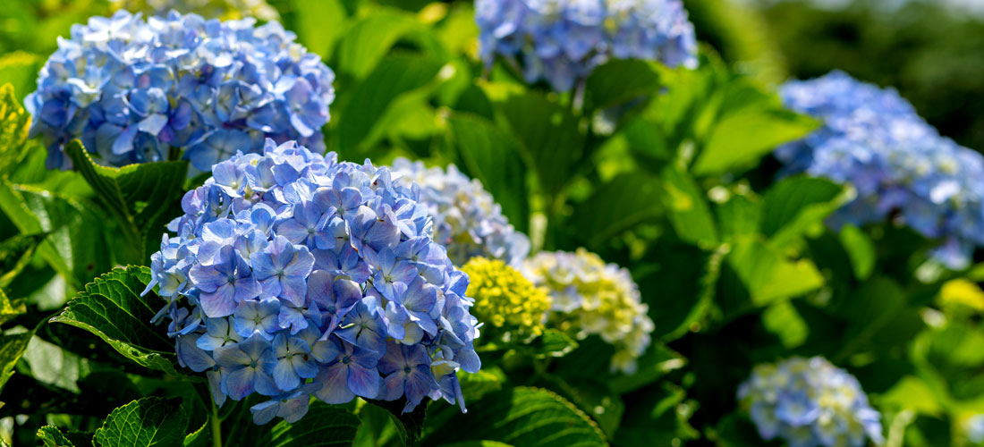 Chestnut Hill Nursery