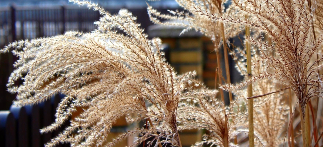 Chestnut Hill Nursery
