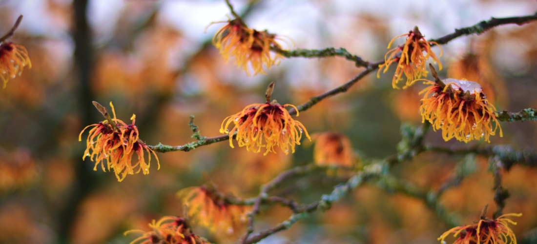Chestnut Hill Nursery