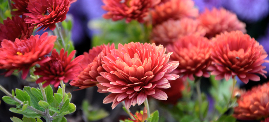 Chestnut Hill Nursery