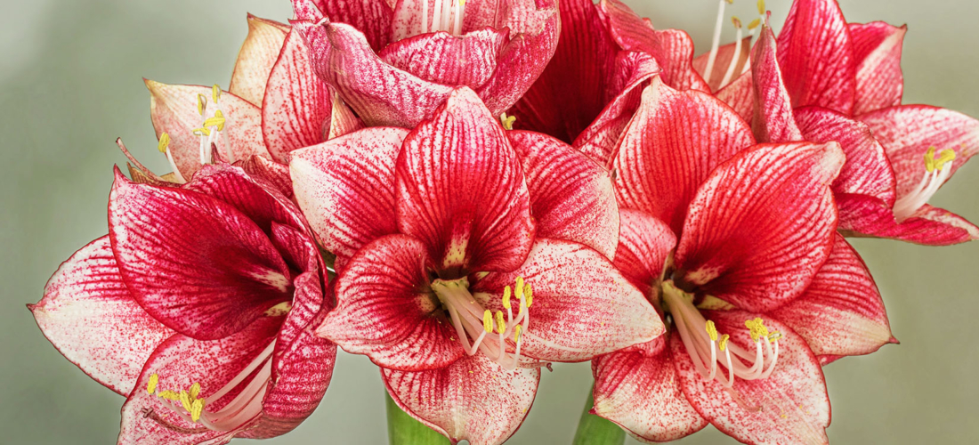 Chestnut Hill Nursery